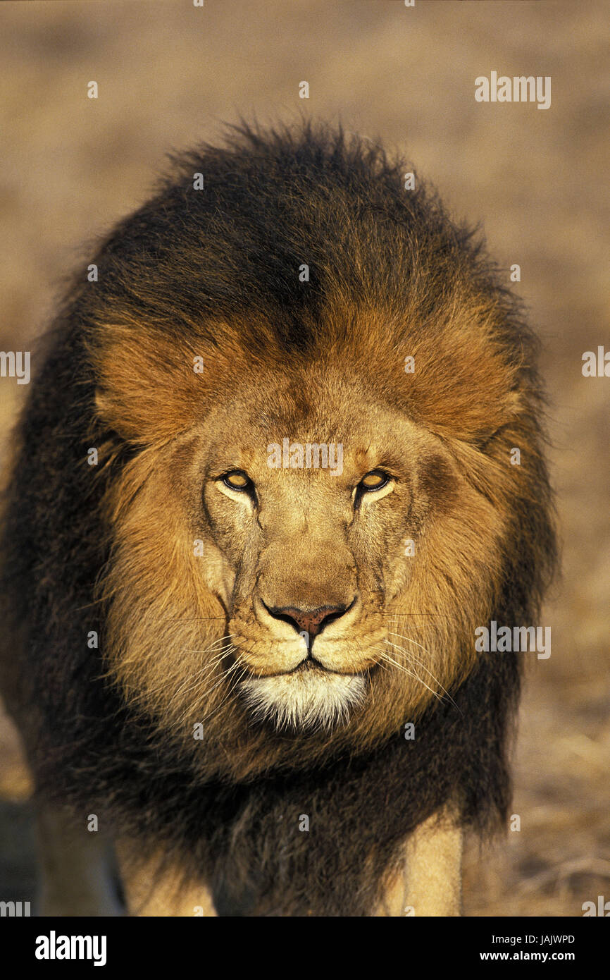 Lion outline hi-res stock photography and images - Alamy