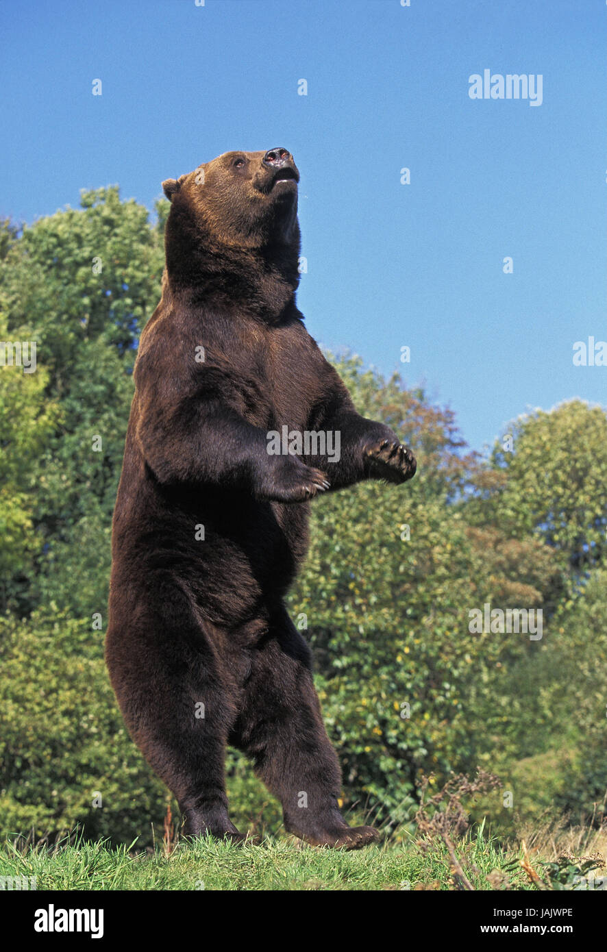 Brown bear,Ursus arctos,raised,view Stock Photo - Alamy