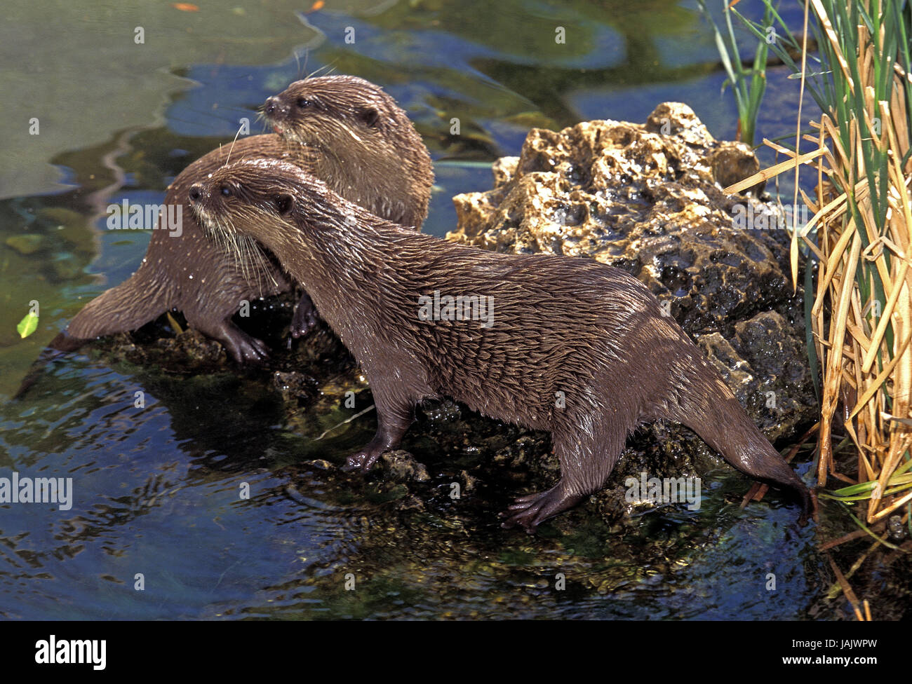 Dwarf's viper,Aonyx cinerea,adult animals,stone,water Stock Photo - Alamy