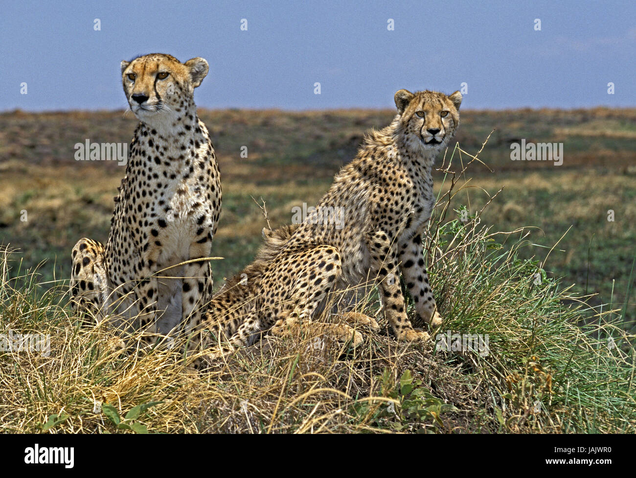 Cheetah,Acinonyx jubatus,adult animals,termite hills,view,Kenya Stock ...