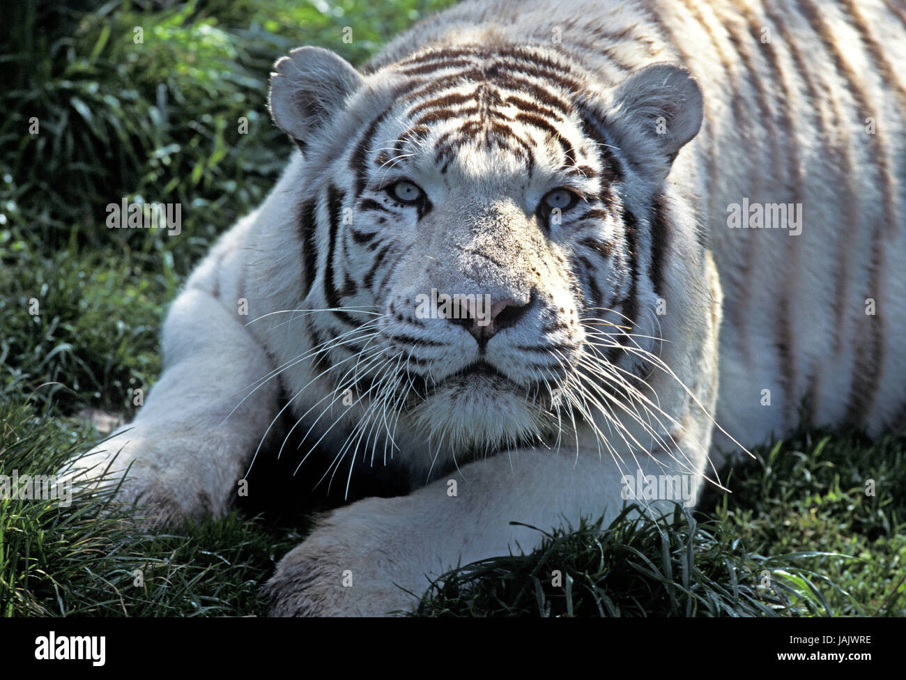 White tiger,Panthera tigris,portrait,adult's animal Stock Photo - Alamy