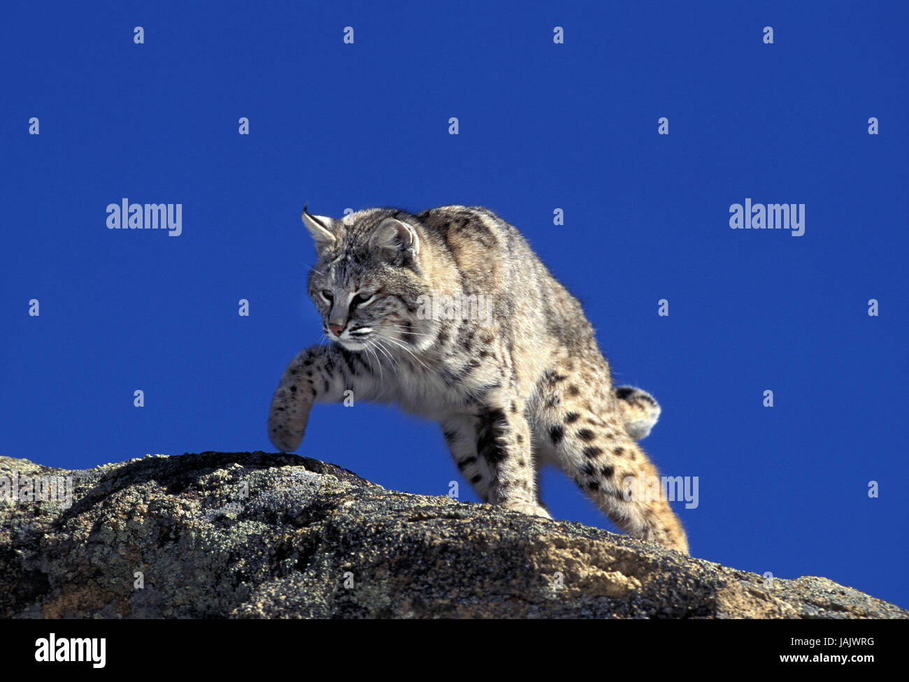 Red lynx,Lynx rufus,rocks,Canada Stock Photo - Alamy