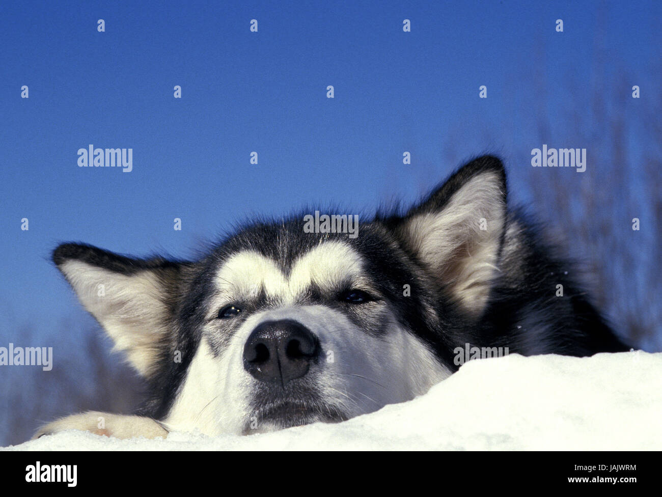 sled dog,Alaskan Malamute,portrait,snow Stock Photo - Alamy