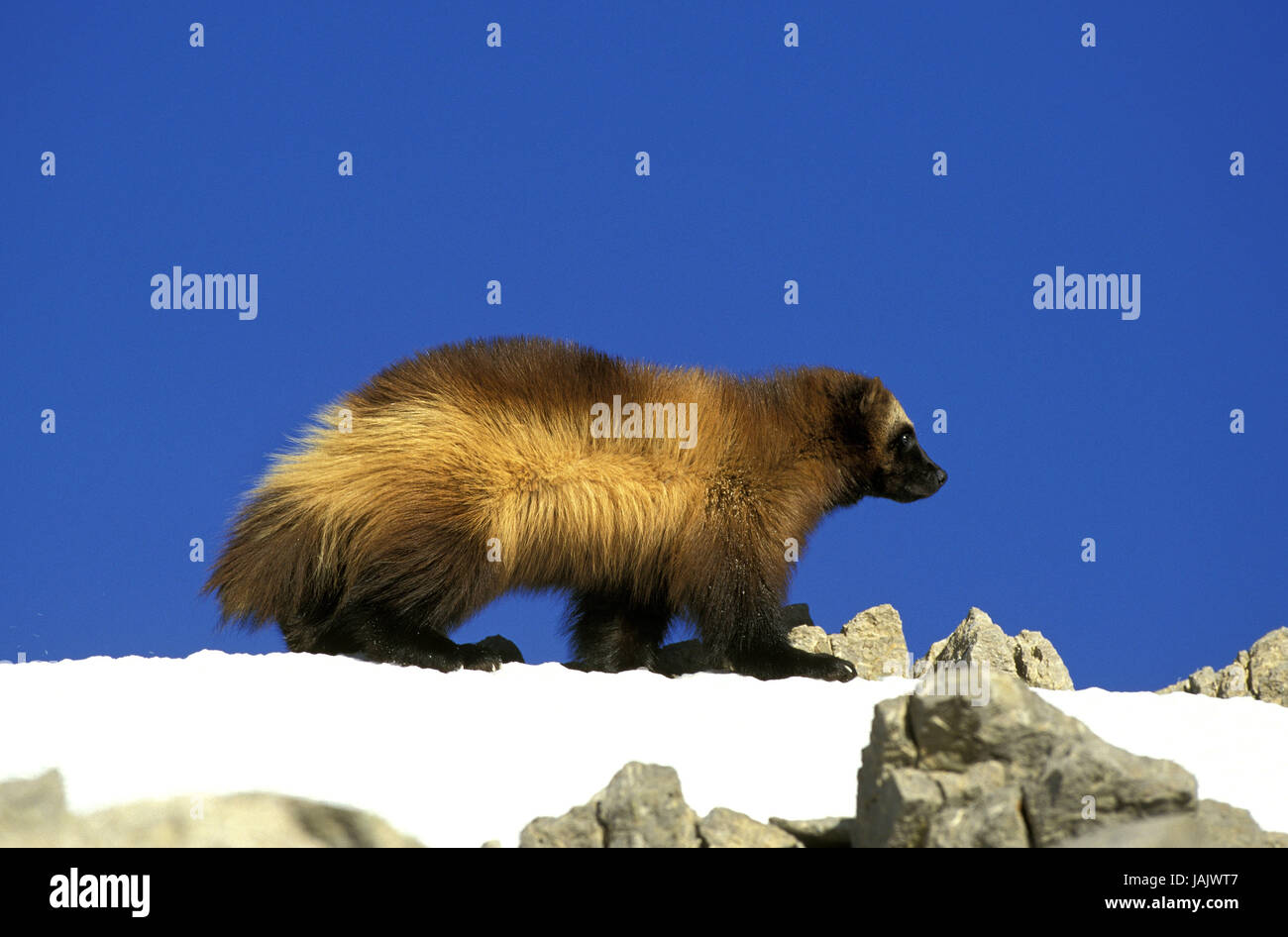 North American wolverine,Gulo gulo luscus,snow,Canada Stock Photo - Alamy