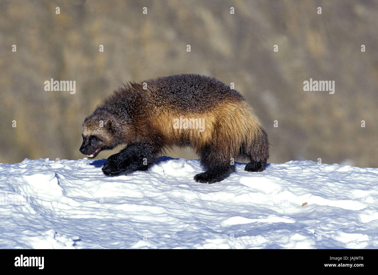 North american wolverine gulo gulo hi-res stock photography and images ...