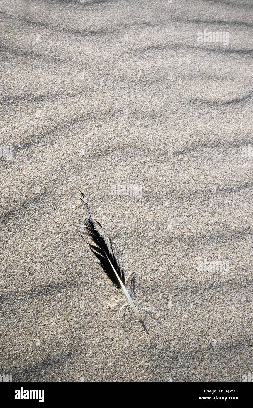 Feather lines hi-res stock photography and images - Alamy