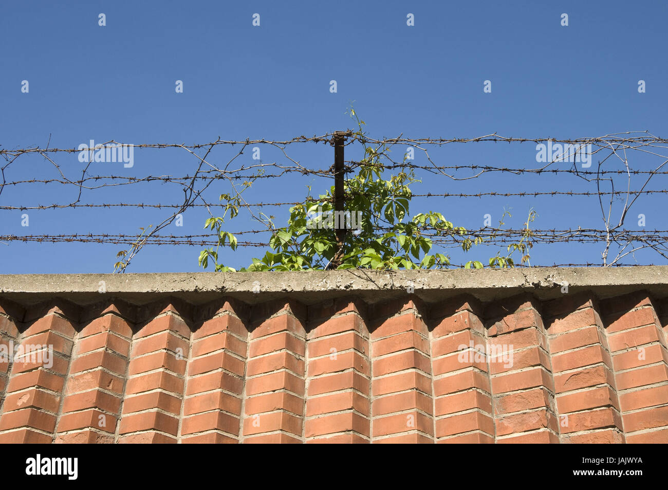 Conception,defensive wall,barbed wire,fence,plant Stock Photo - Alamy