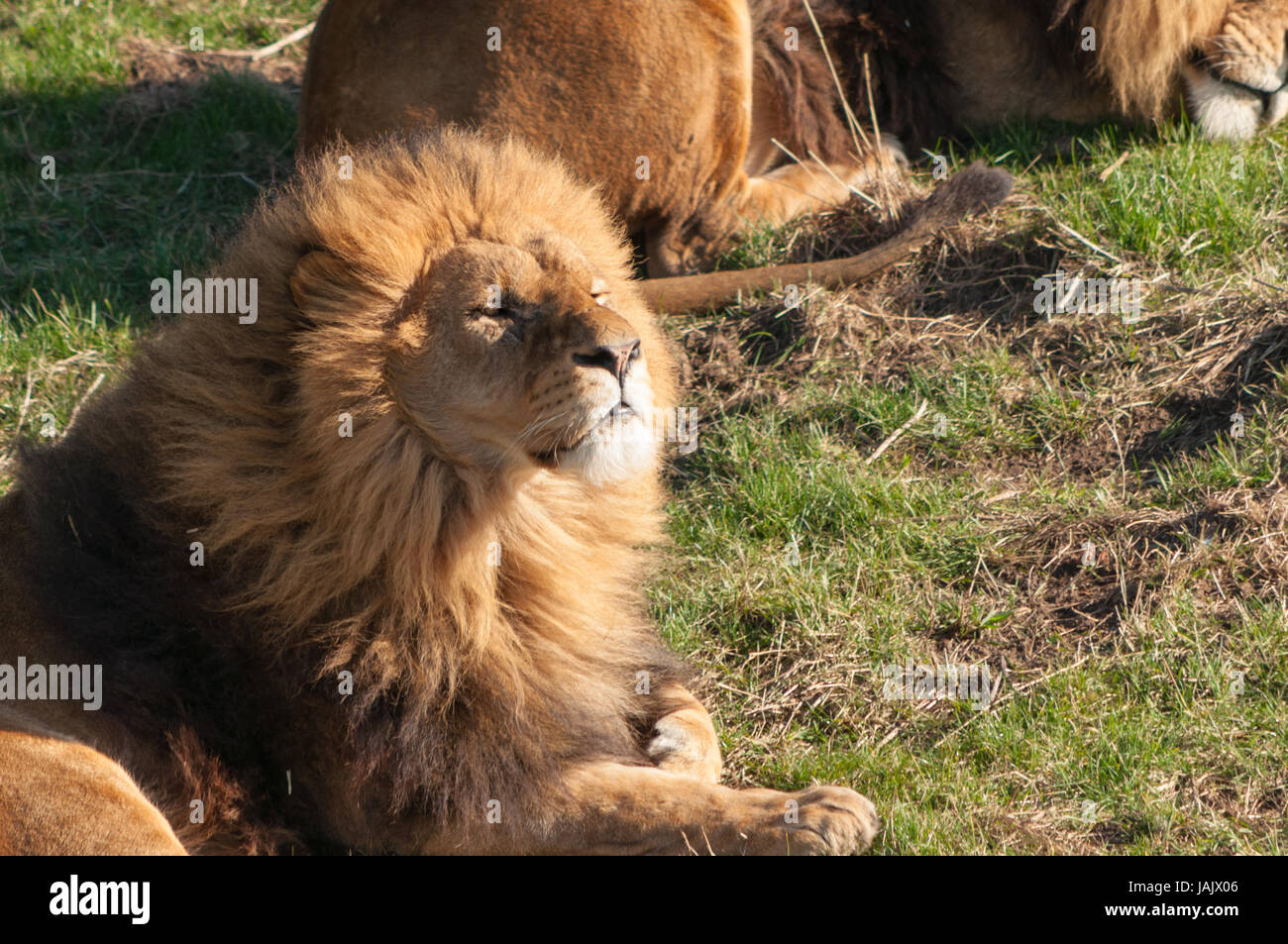 Lion basking in the sunshine Stock Photo - Alamy