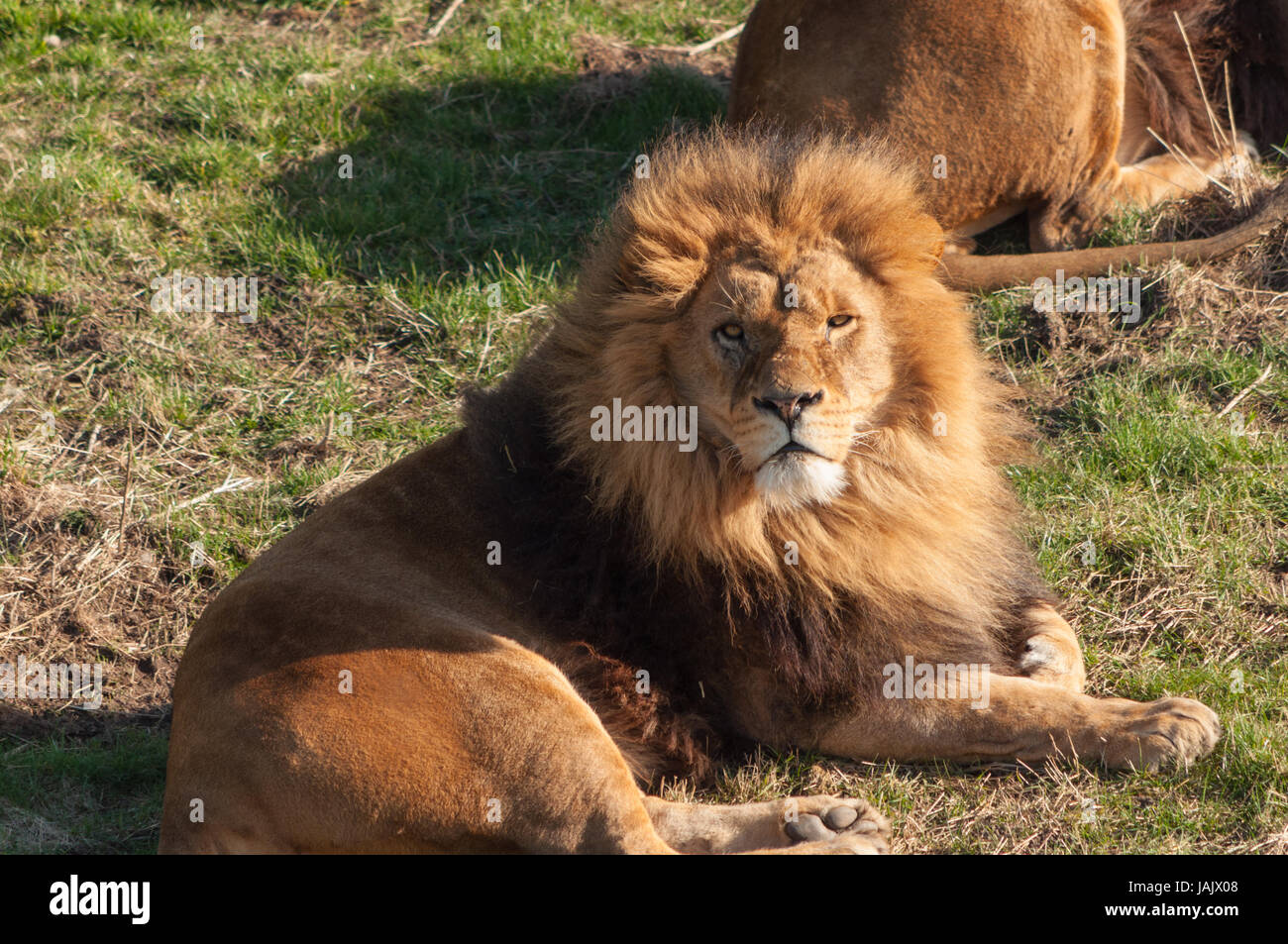 Lion basking in the sunshine Stock Photo - Alamy