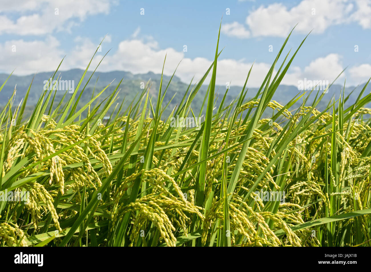 Rural scenery with golden paddy rice farm under blue sky in Hualien ...