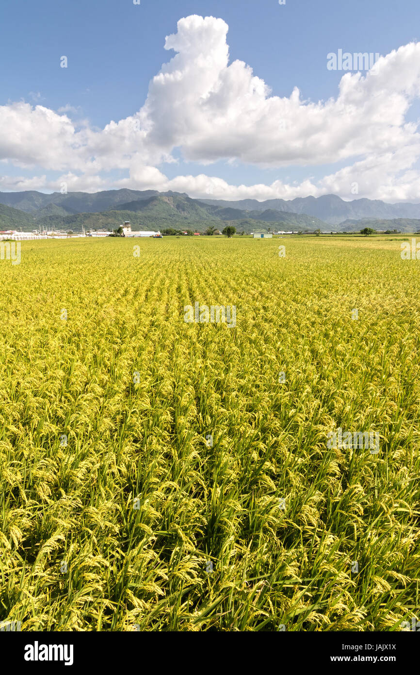 Rural scenery with golden paddy rice farm in Hualien, Taiwan, Asia ...