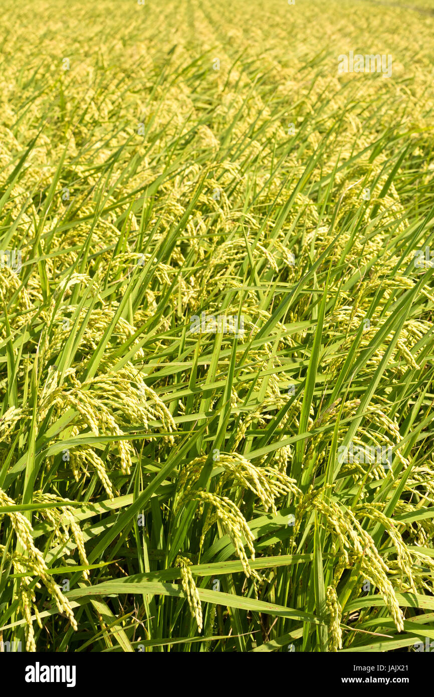 Golden paddy rice farm, closeup image Stock Photo - Alamy