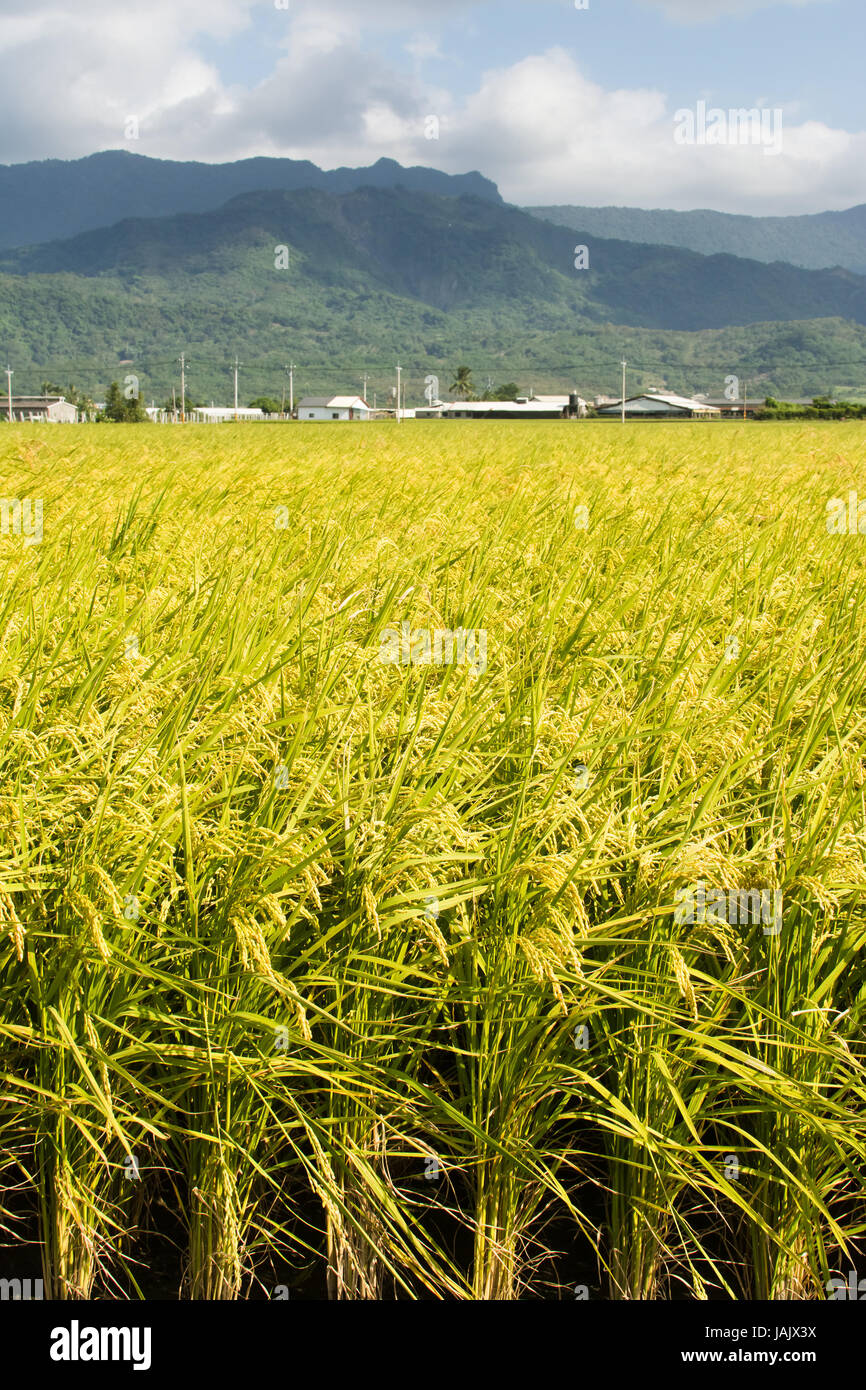 Rural scenery with golden paddy rice farm in Hualien, Taiwan, Asia ...