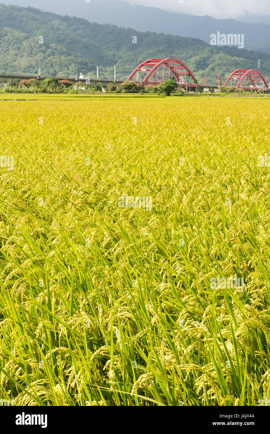 Rural scenery with golden paddy rice farm and red bridge in Hualien ...
