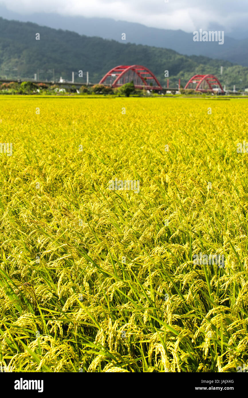 Rural scenery with golden paddy rice farm and red bridge in Hualien ...