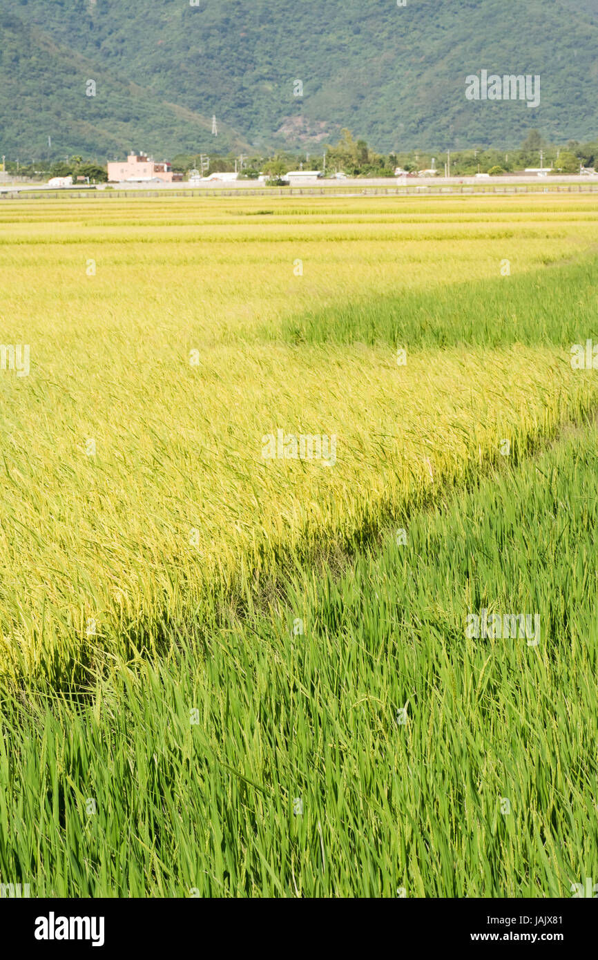 Idyllic rural scenery with yellow paddy field in Taiwan, Asia Stock ...