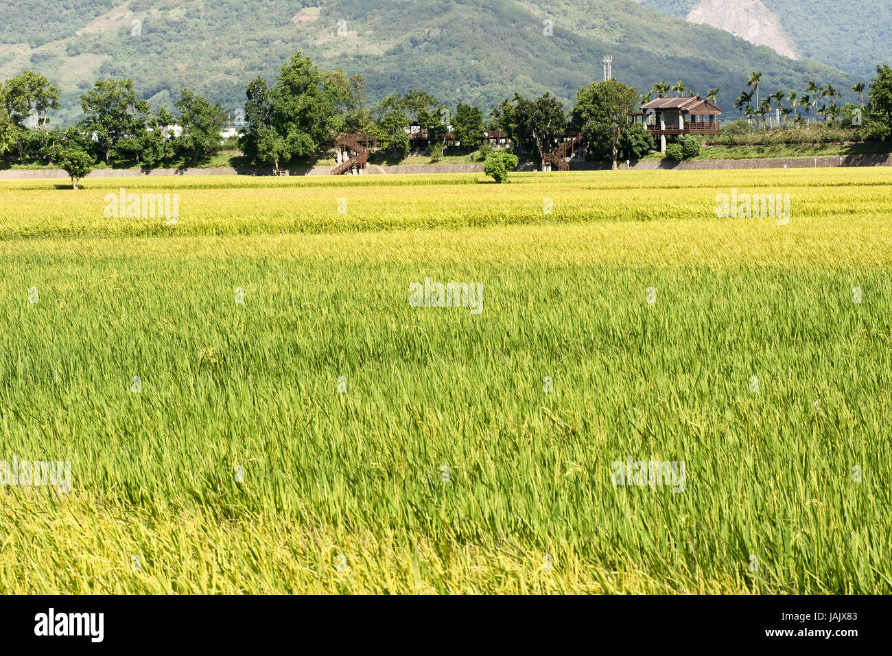 Idyllic rural scenery with yellow paddy field in Taiwan, Asia Stock ...