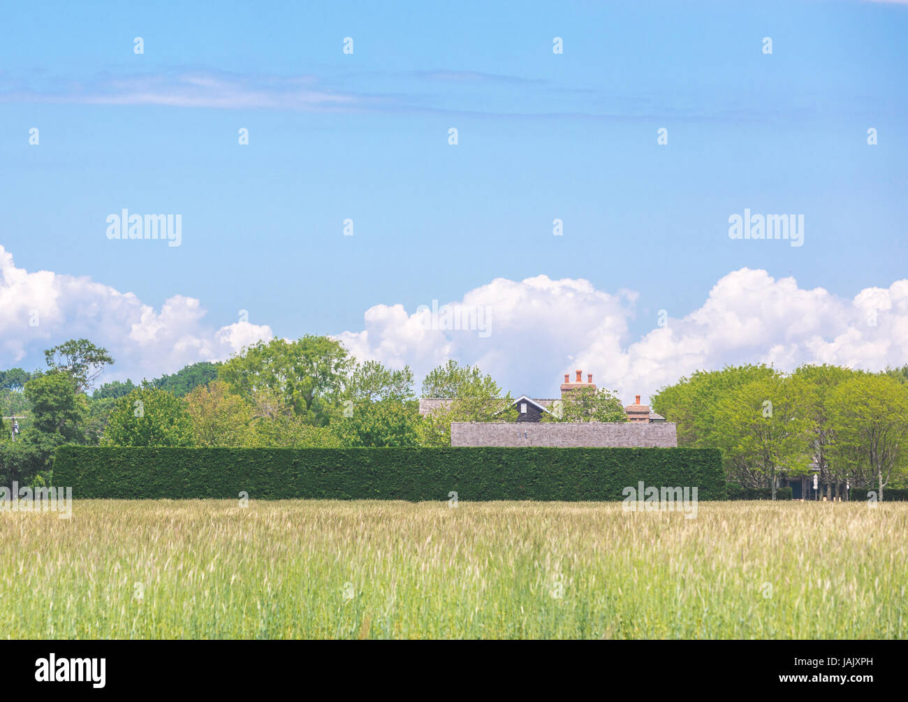 Privet hedge hi-res stock photography and images - Alamy