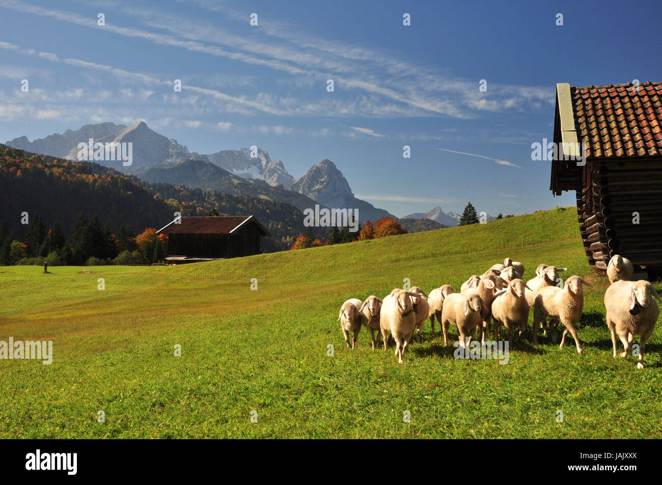 Germany,Bavaria,Garmisch-Partenkirchen,meadow,sheep,Wetterstein Range ...