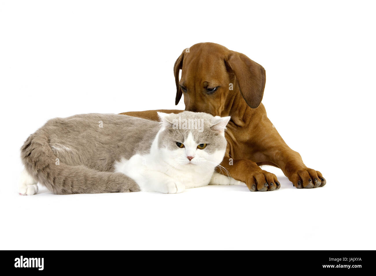 Cat,In British short hair,dog,Rhodesian Ridgeback,young animal,studio ...