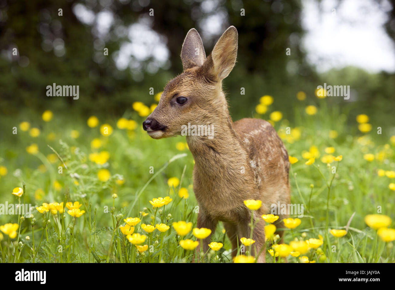 Fawn,Capreolus capreolus,flower meadow Stock Photo - Alamy