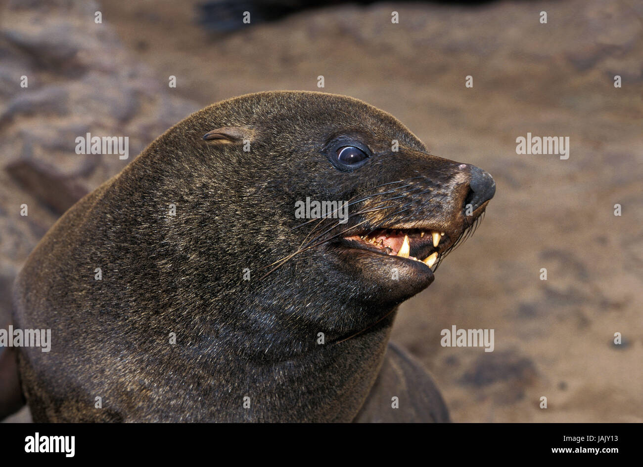 Bear cape hi-res stock photography and images - Alamy