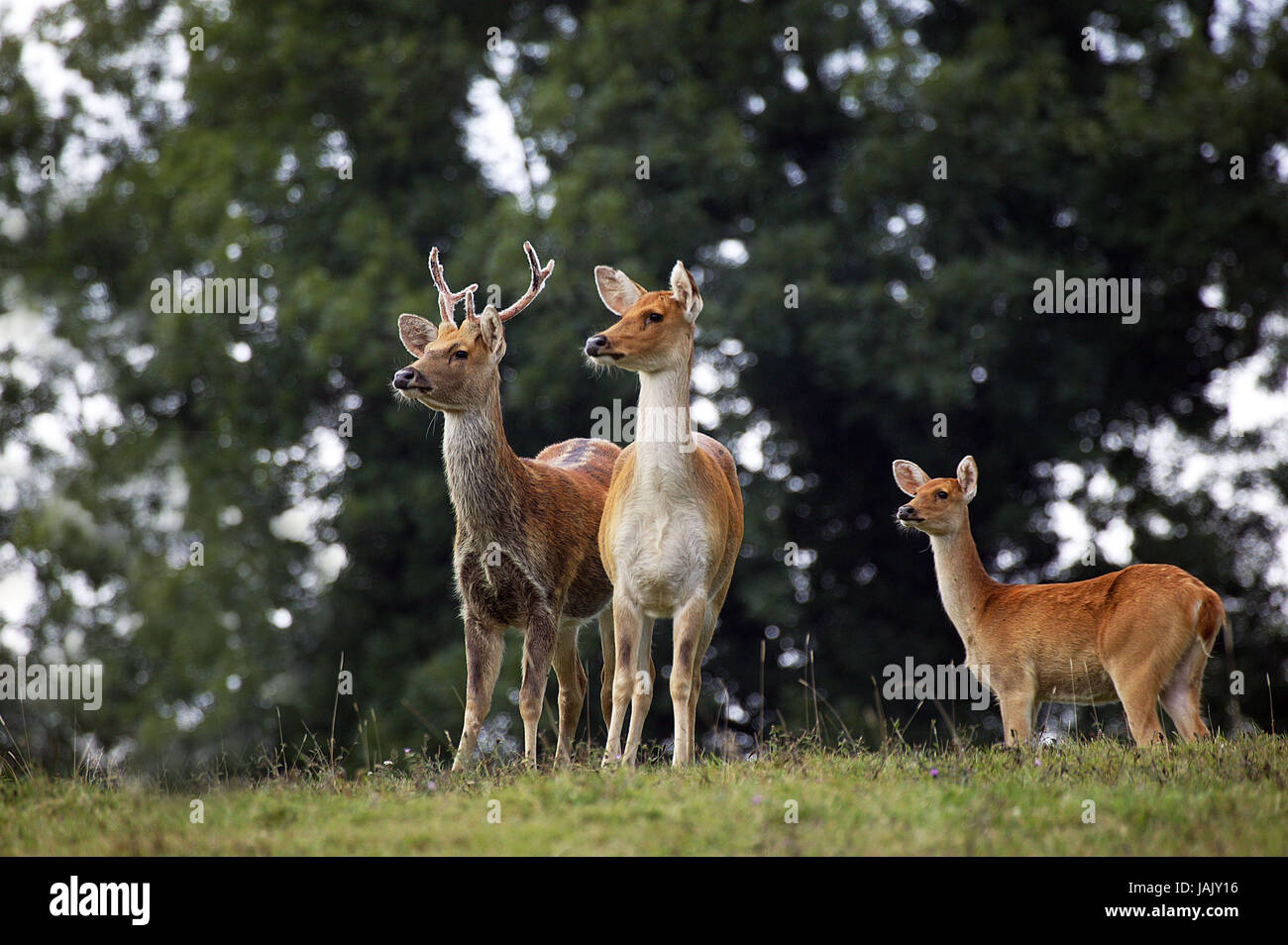 Female barasingha hi-res stock photography and images - Alamy