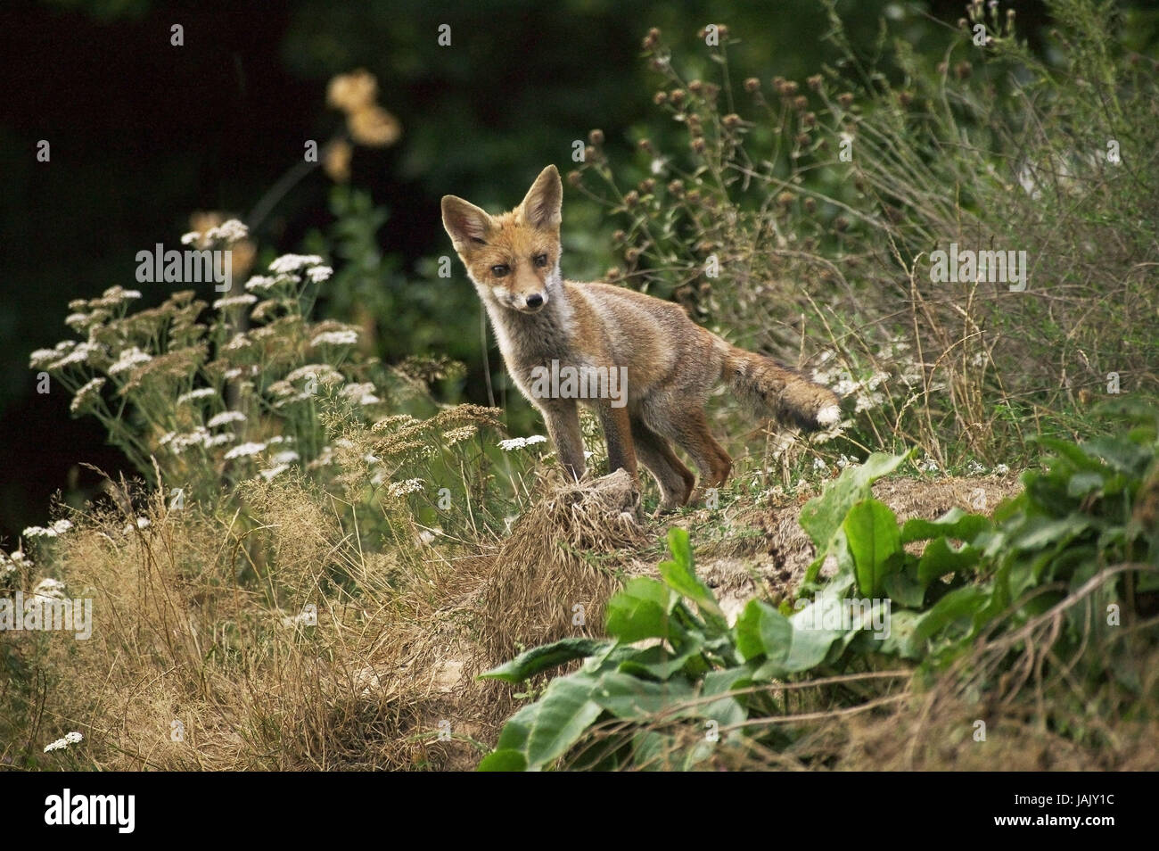Red fox,Vulpes vulpes,Normandy Stock Photo - Alamy