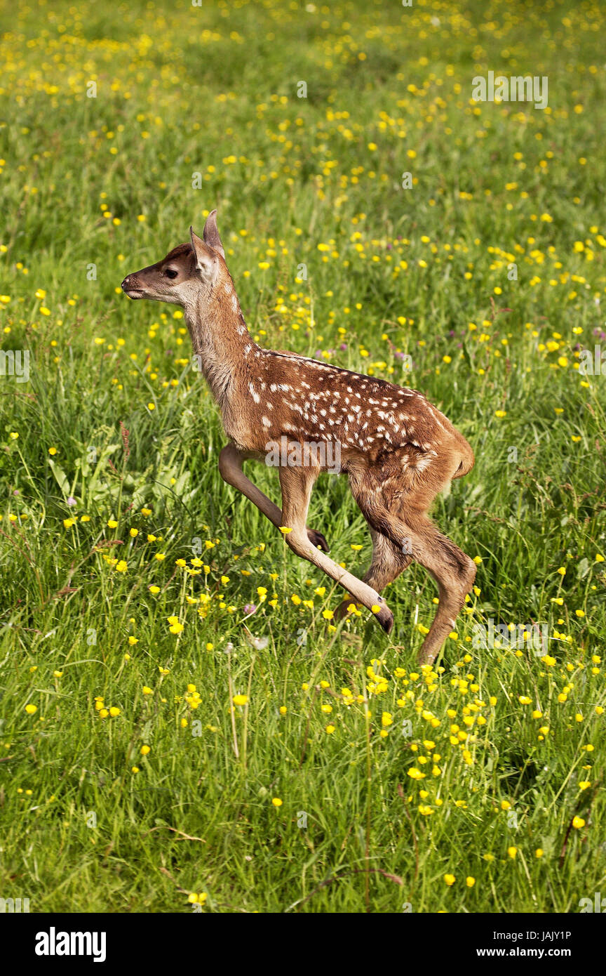 Fawn,Cervus elaphus,Kitz,flower meadow,jump,Normandy Stock Photo - Alamy