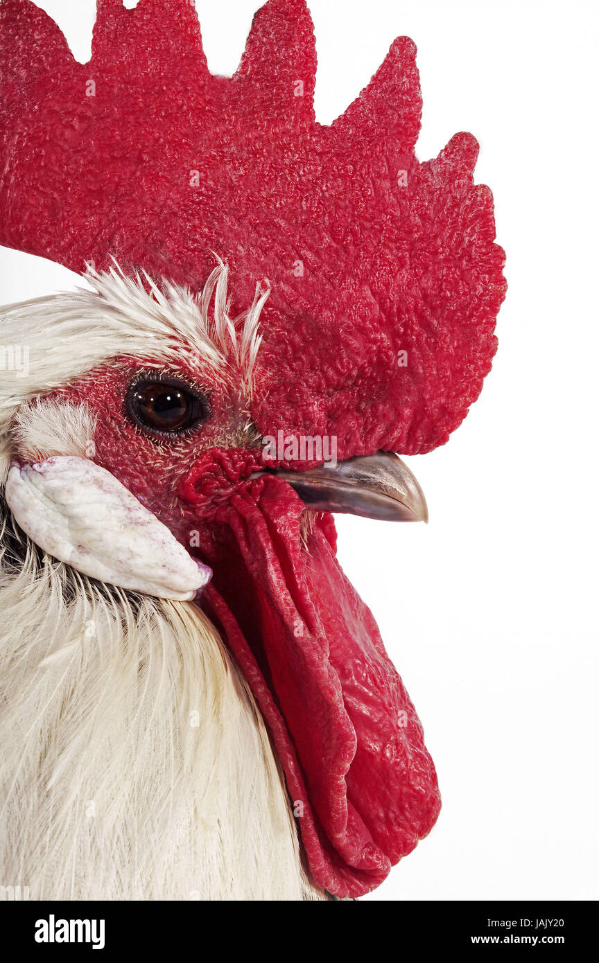 Brakel chicken hi-res stock photography and images - Alamy