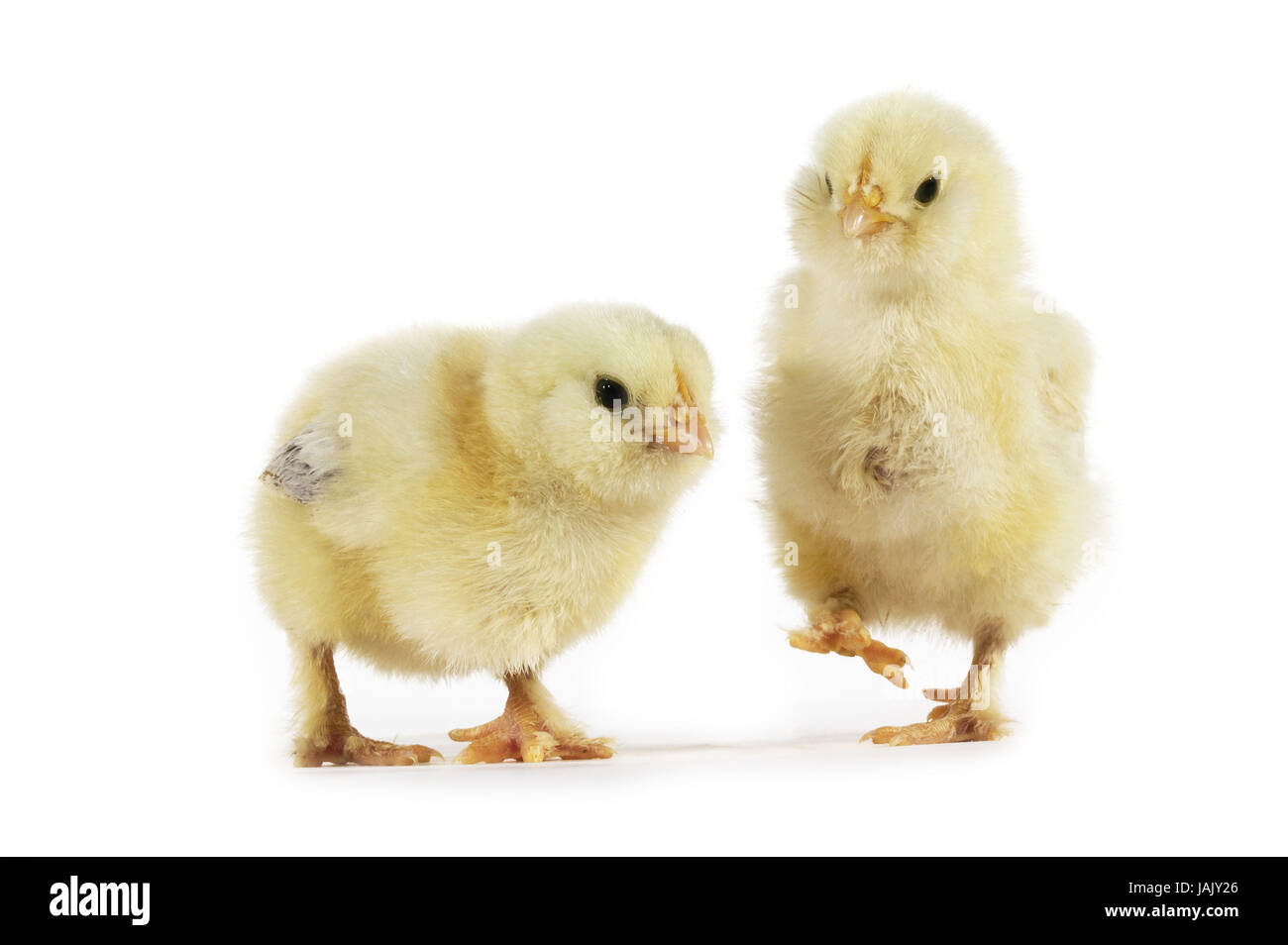 two chicks,white background Stock Photo - Alamy