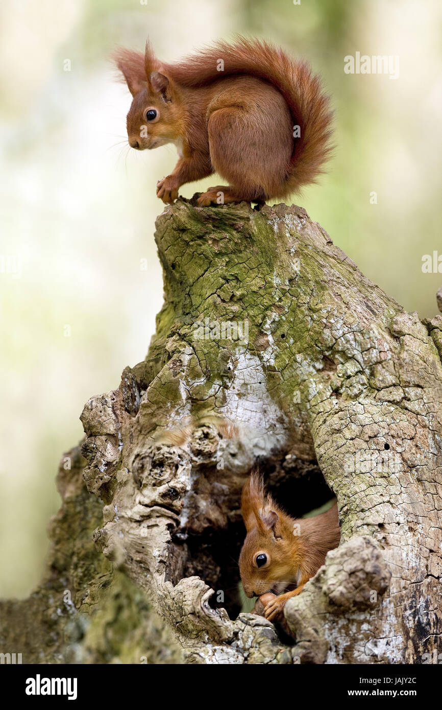 Red squirrels sciurus vulgaris two hi-res stock photography and images ...