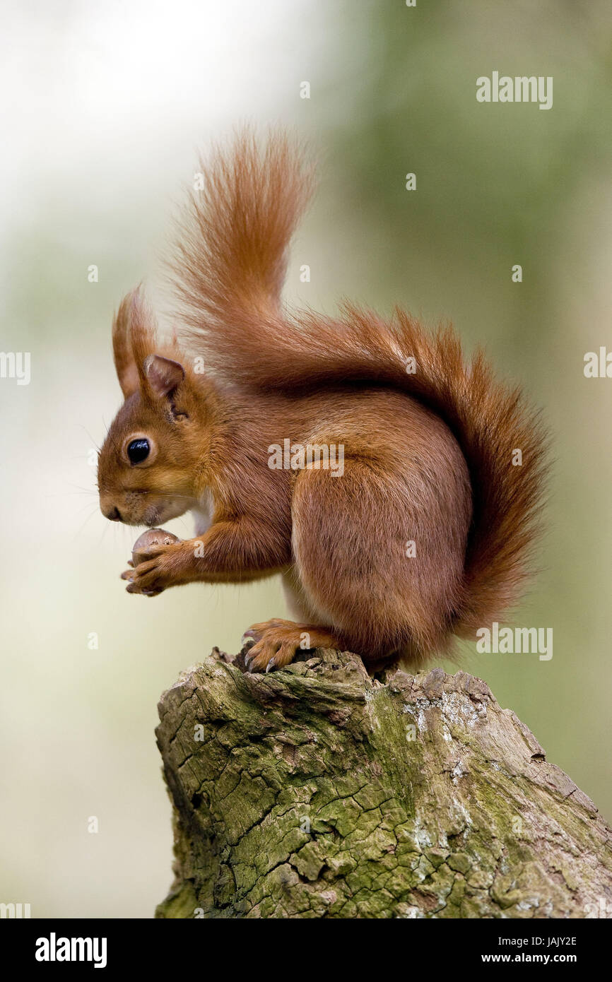 Red squirrels of france hi-res stock photography and images - Alamy