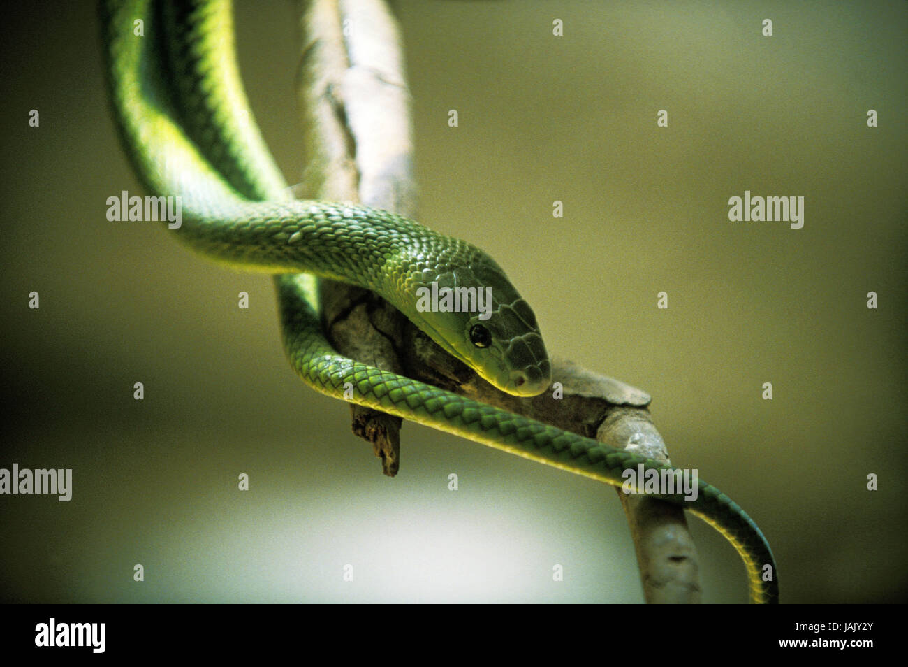 Green Mamba,Dendroaspis angusticeps,Tanzania Stock Photo - Alamy
