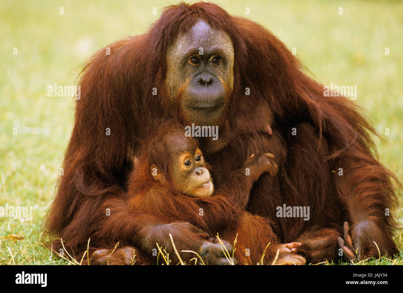 Orang-utan,Pongo pygmaeus,mother animal,young animal,grass,sit Stock ...