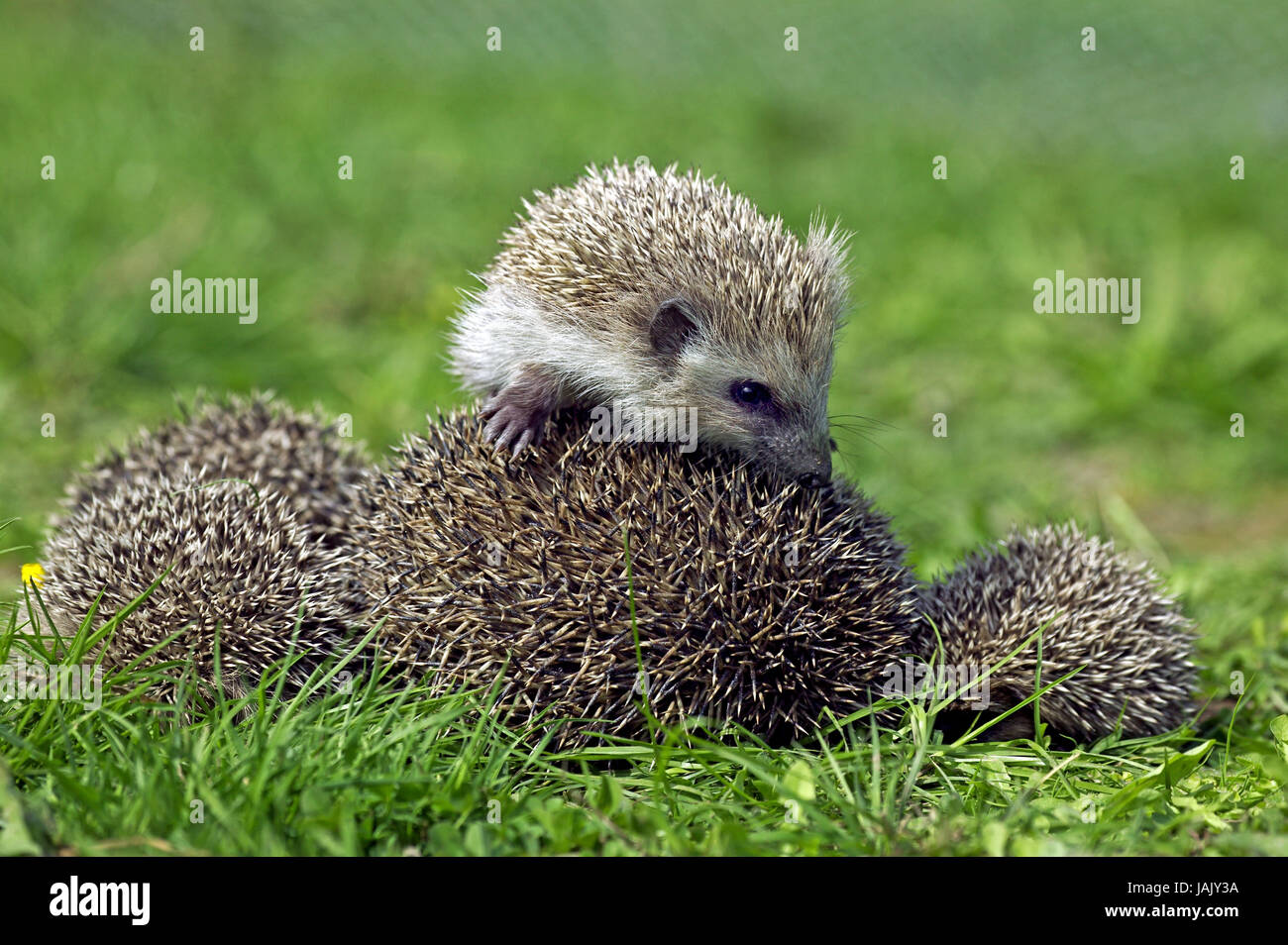 Hedgehog,Erinaceus europaeus,mother animal,young animals Stock Photo ...