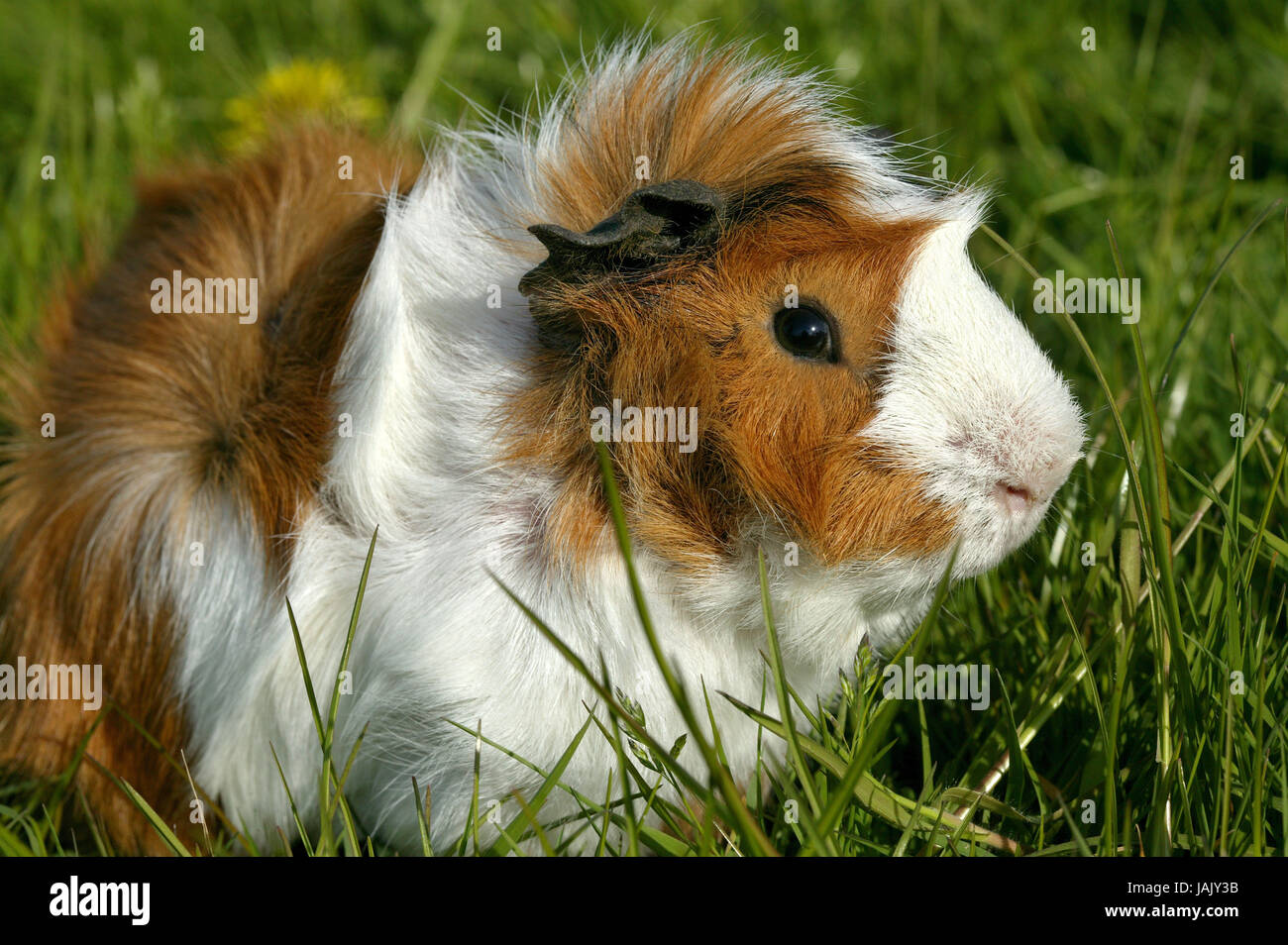 Guinea pigs,Cavia porcellus,grass,sit Stock Photo - Alamy
