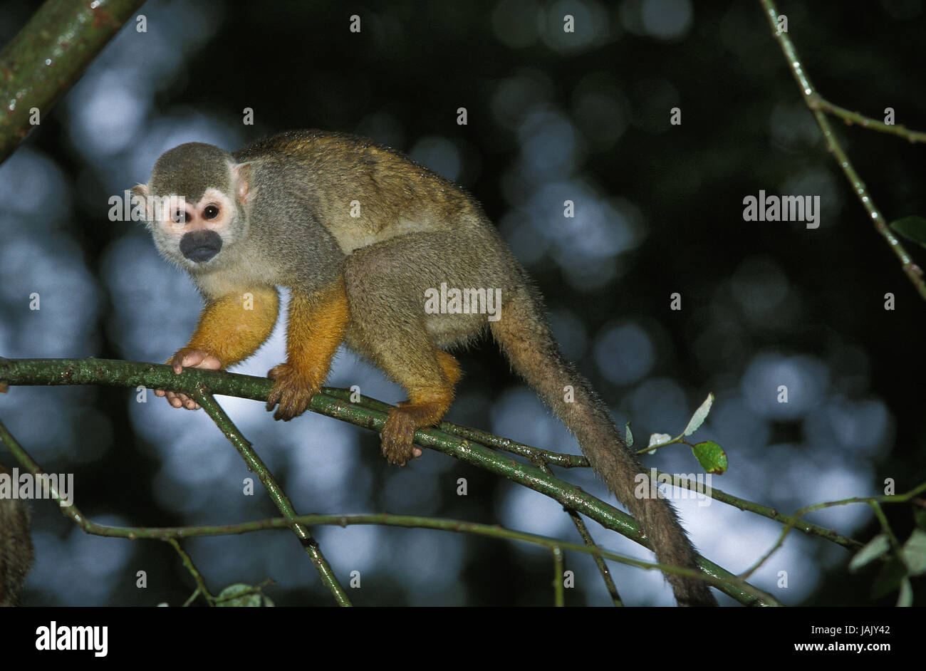 Little death's-head monkeys,Saimiri sciureus,branch,sit Stock Photo - Alamy