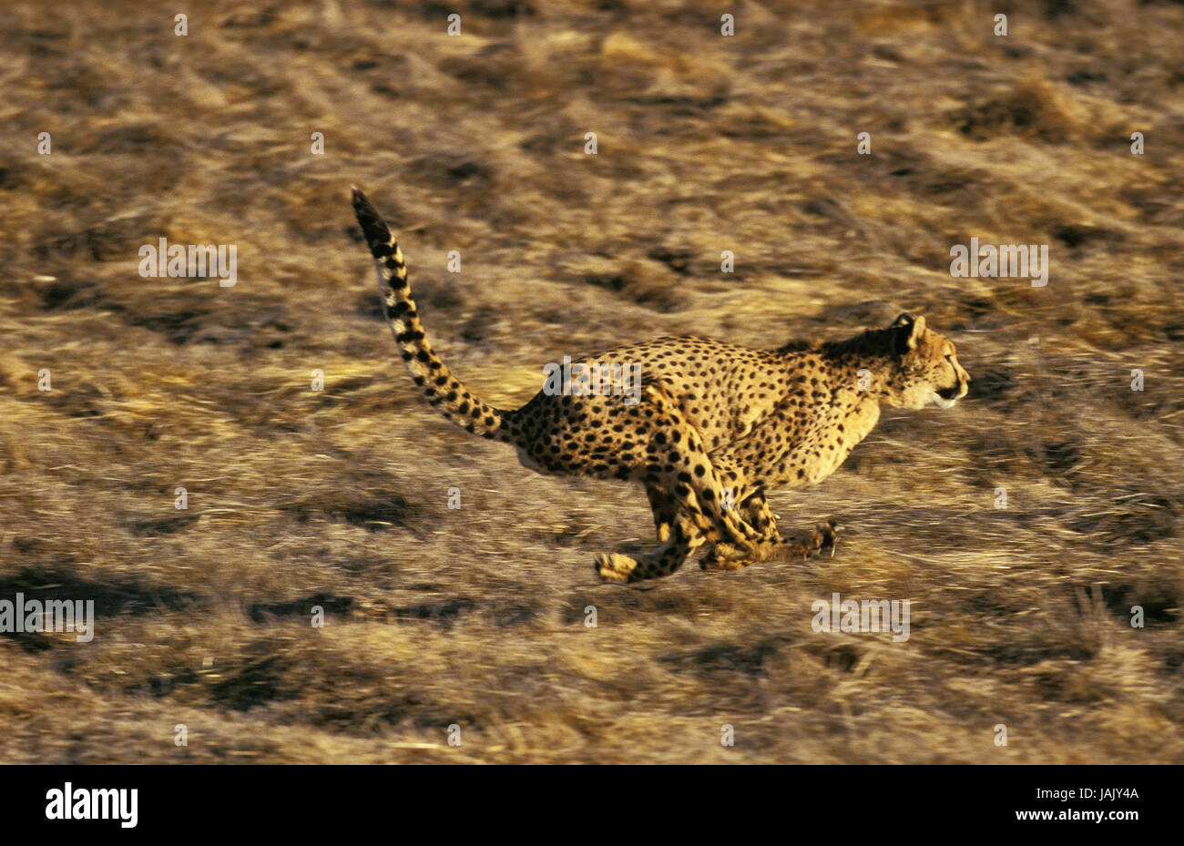 Cheetah body hi-res stock photography and images - Alamy