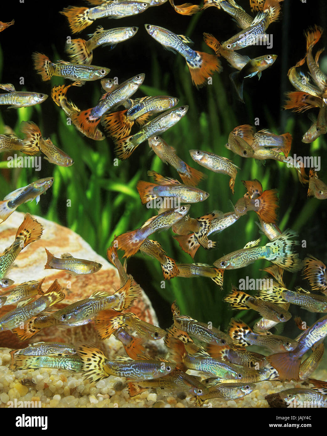 Guppies wild hi-res stock photography and images - Alamy