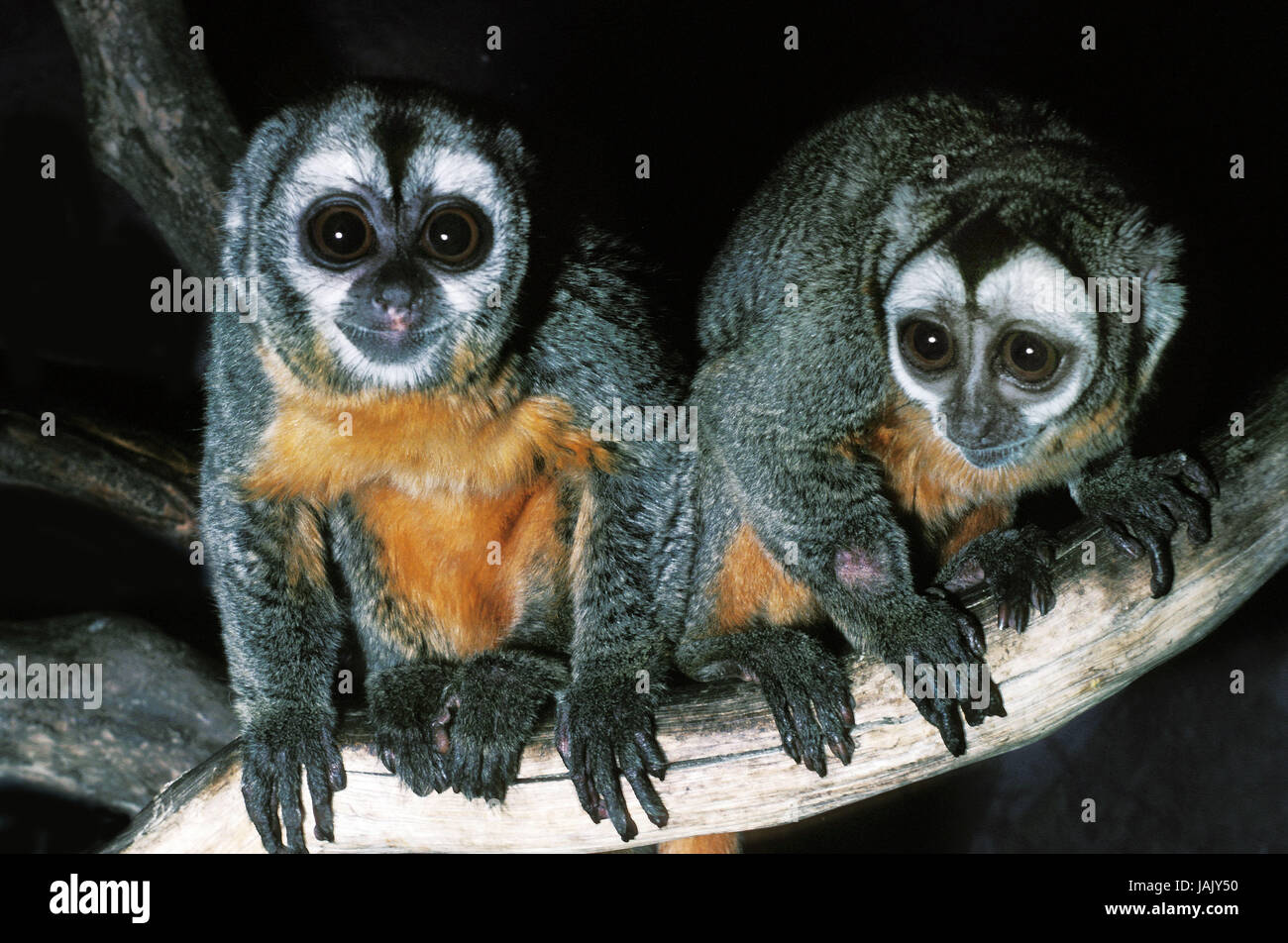 Eastern Graukehl-night monkeys,Aotus trivirgatus Stock Photo - Alamy