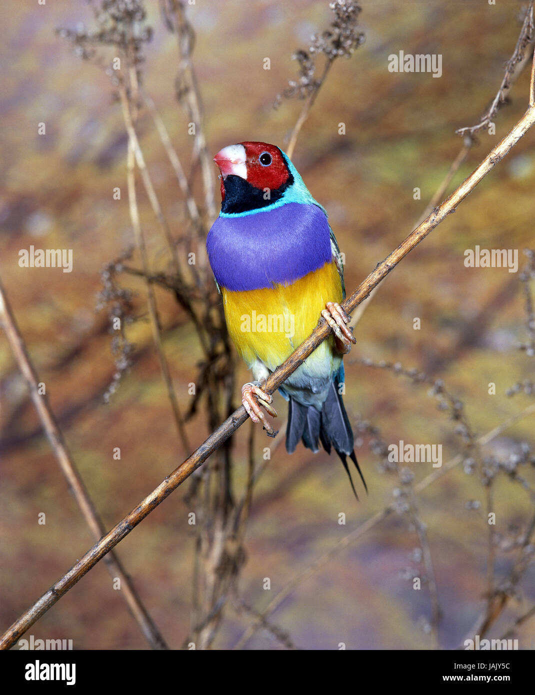 Splendour finch,Gouldamadine,Chloebia gouldiae,branch,sit Stock Photo ...