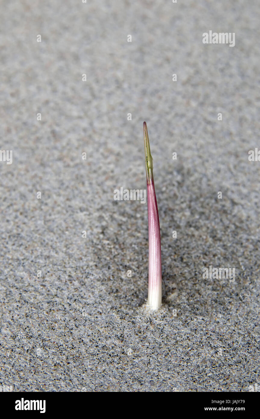Conception,young plant,instinct,point,Sand,medium close-up Stock Photo ...