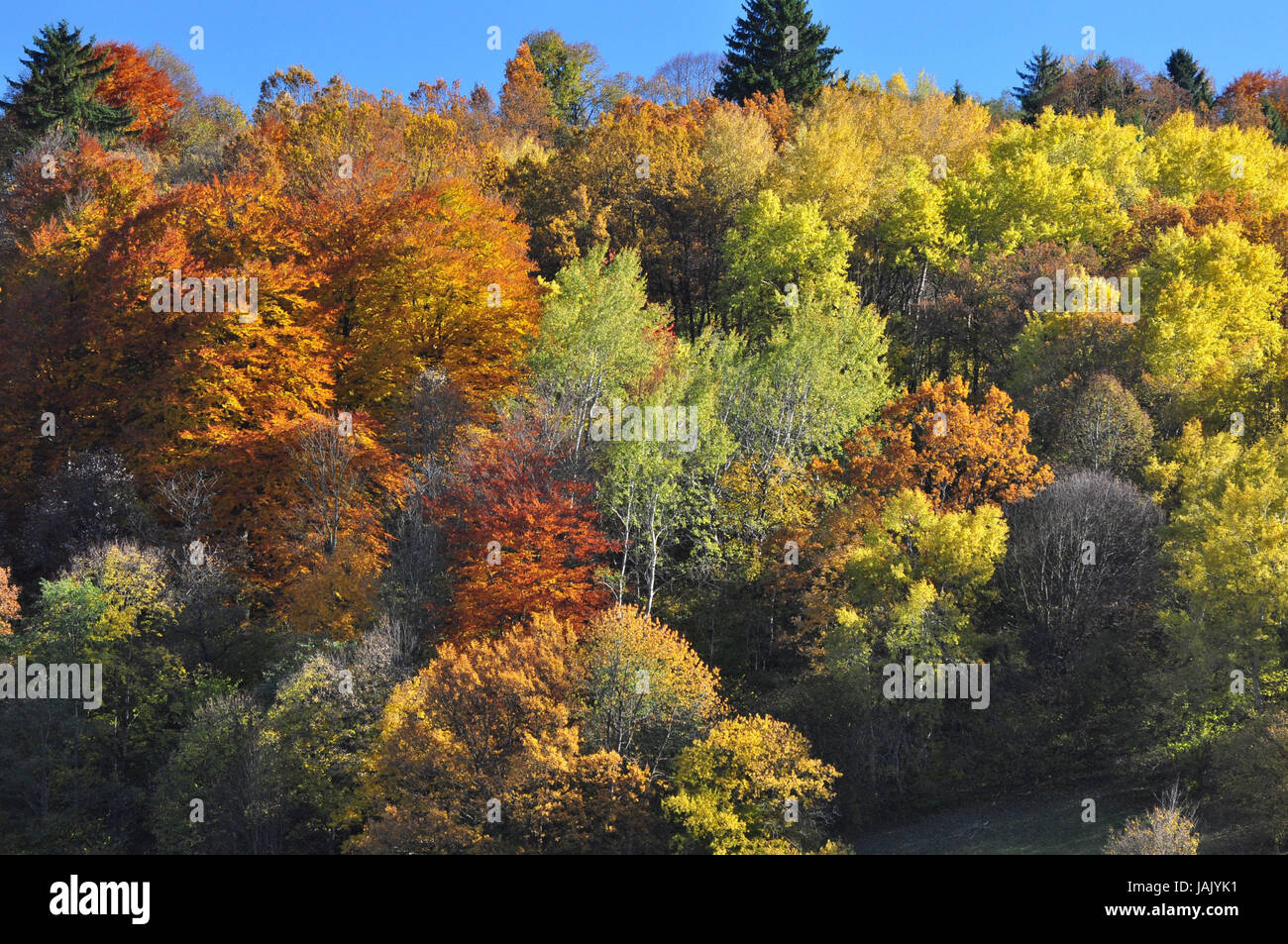 Trees,autumn staining,mixed forest,wood,season,autumn,colour of the ...