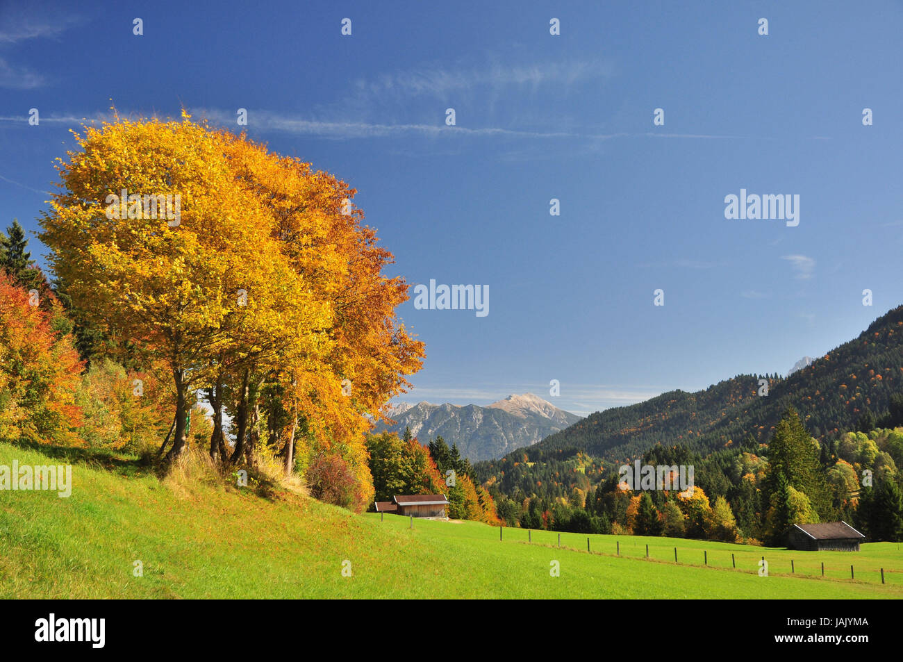 Alp scenery,mountain pasture,autumn wood,Germany,Bavaria,Upper Bavaria ...