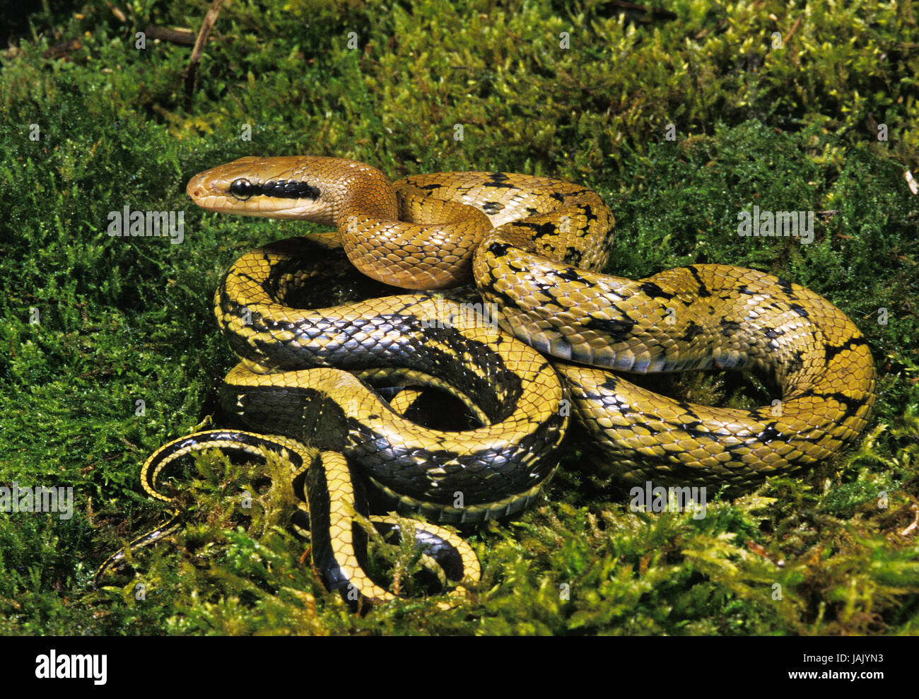 Taiwan-nice adder,Elaphe taeniura Stock Photo - Alamy