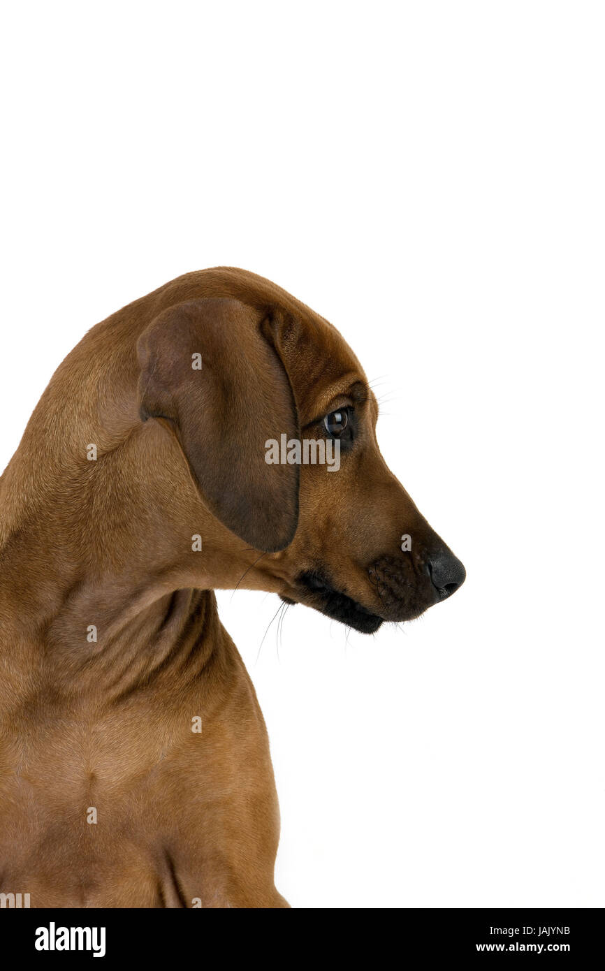 Rhodesian Ridgeback,young animal,studio,portrait Stock Photo - Alamy