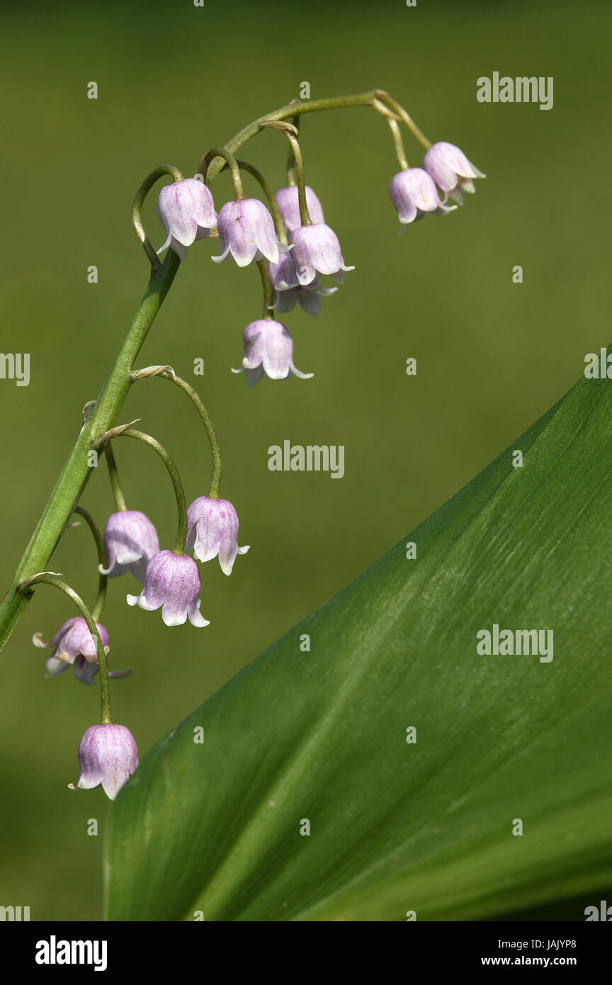 Lilies of the valley,Convallaria majalis,pink ones Stock Photo - Alamy