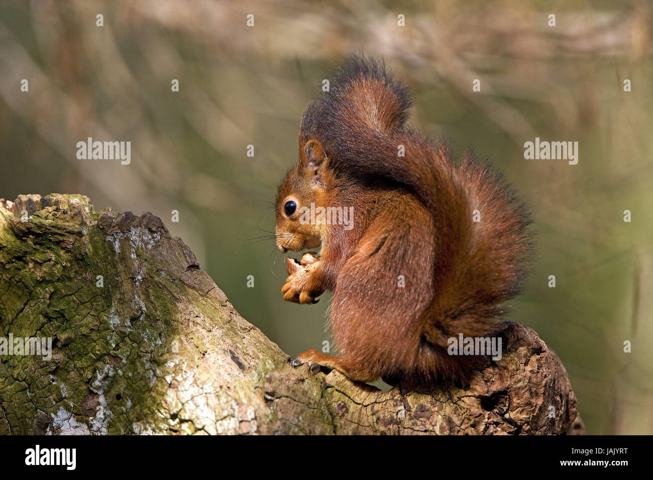 Red squirrels of france hi-res stock photography and images - Alamy