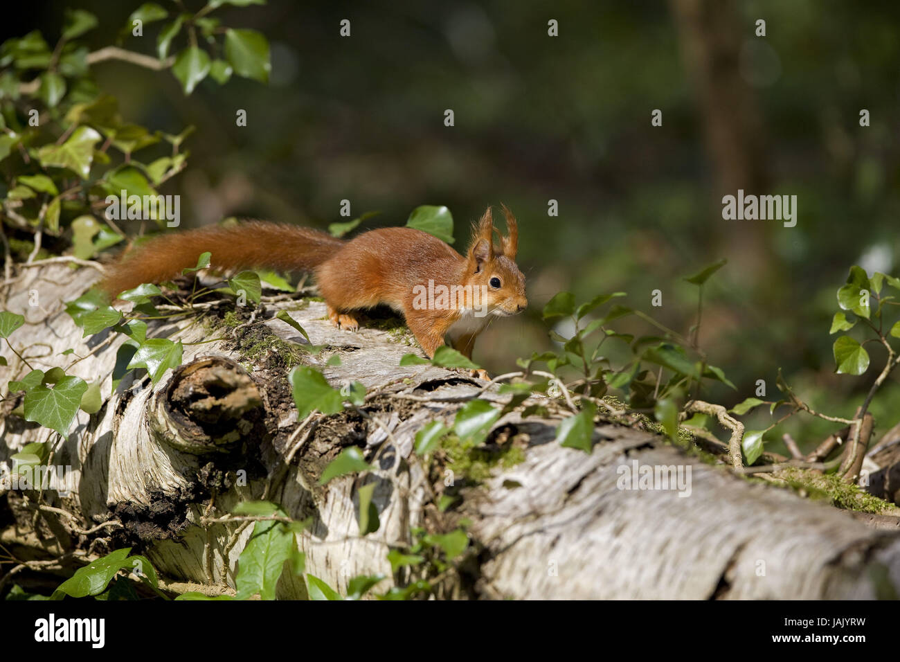 Red squirrels of france hi-res stock photography and images - Alamy
